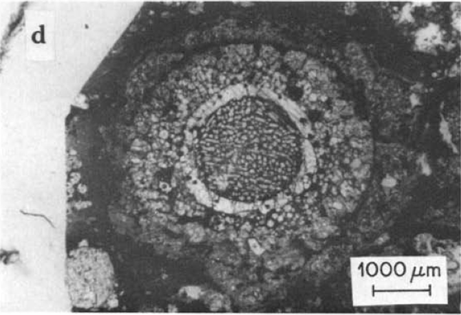 chondrites - Meteorite Gallery